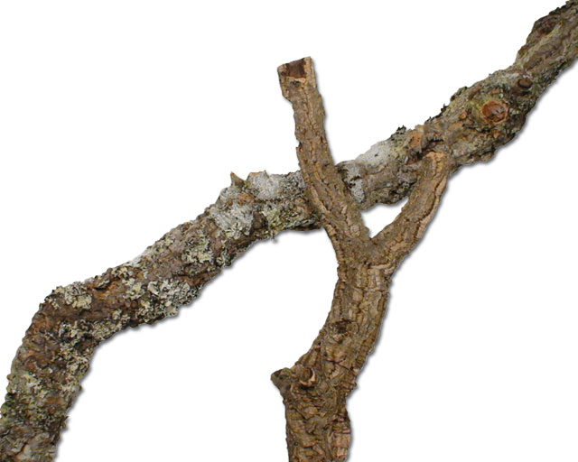 ZIERKORK ÄSTE massiv p/kg – REBIE - Der zoologische Versandgroßhandel