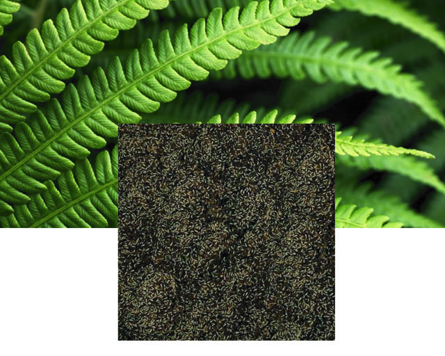 Tropische Springschwänze 1,0l – REBIE - Der zoologische Versandgroßhandel